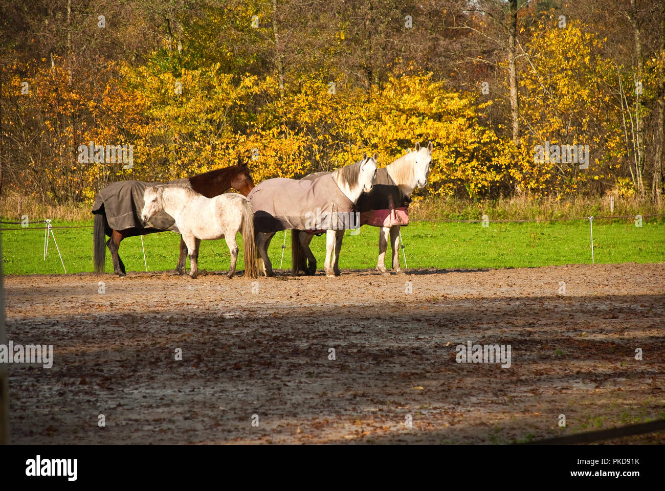 four horses on a farm Stock Photo - Alamy