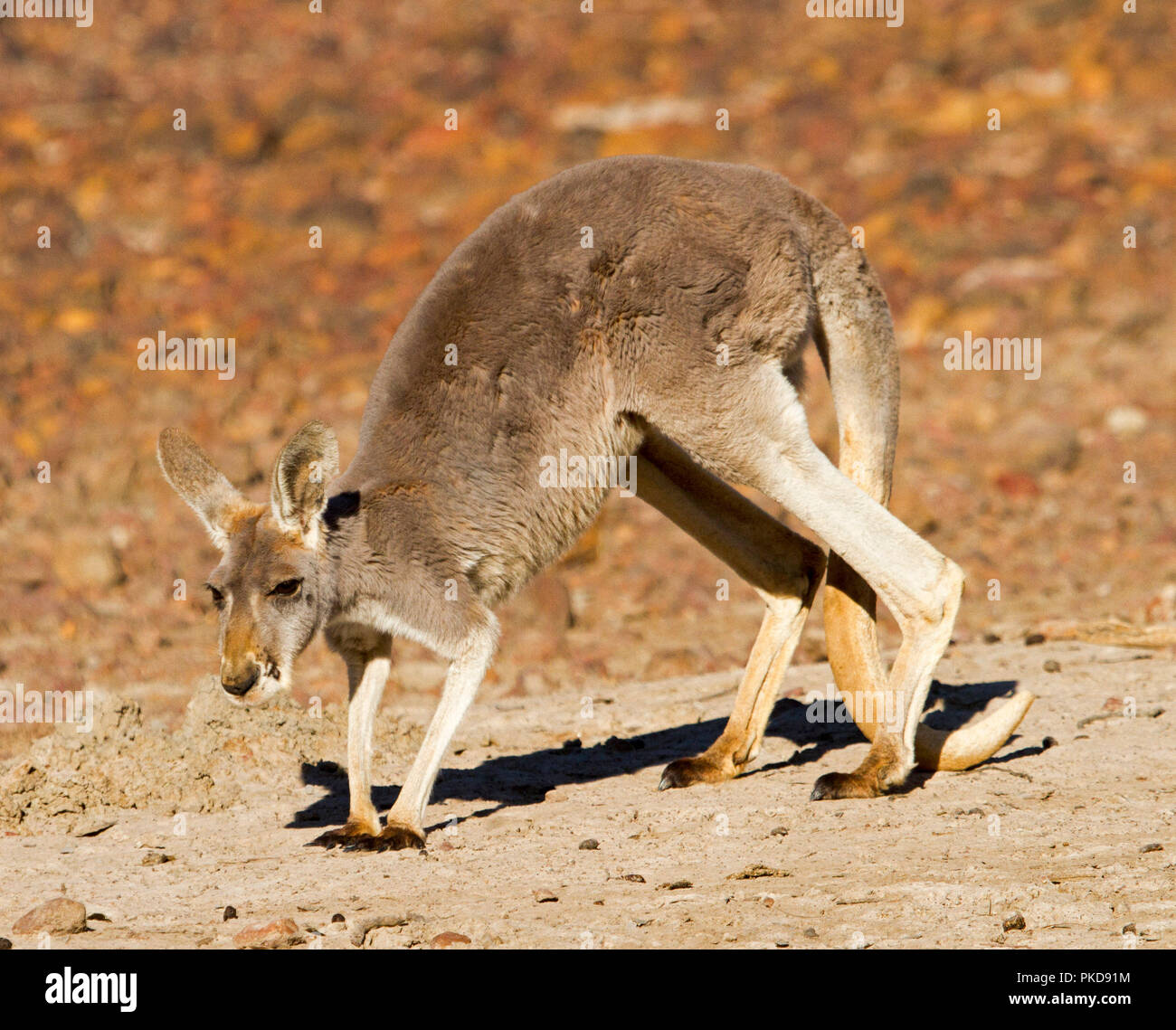 Red kangaroo, Macropus rufus, on barren red soul of Australian outback ...