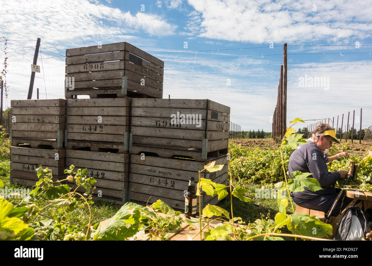 Farm workers harvesting hops, hop harvest, hop yard, Limburg ...