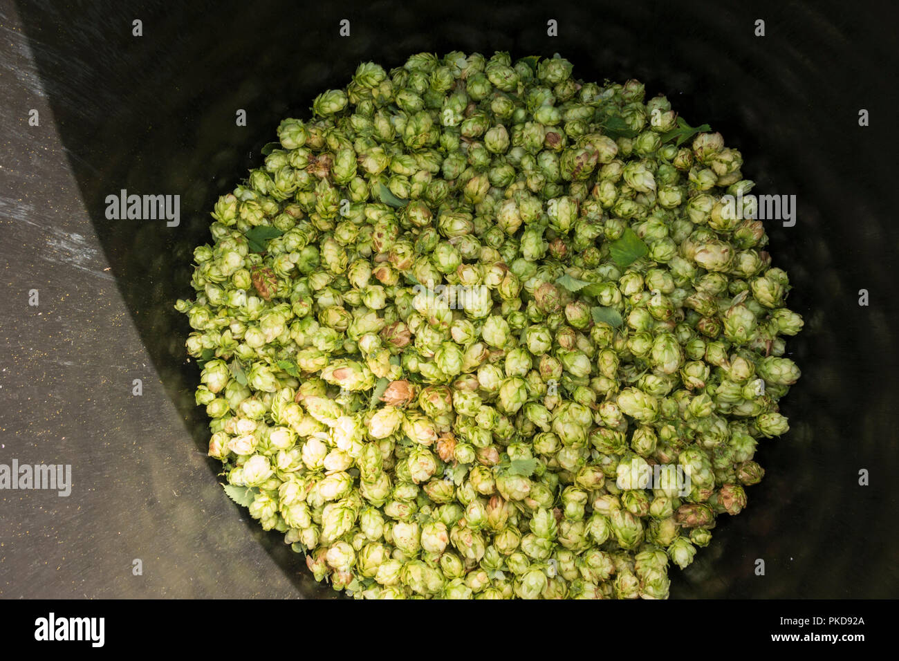 Hops, flowers of hop collected for beer making, Limburg, Netherlands ...