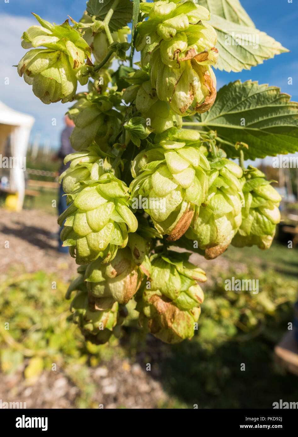 Hops cones,, hop cones on plant, Humulus lupus, beer making Stock Photo ...