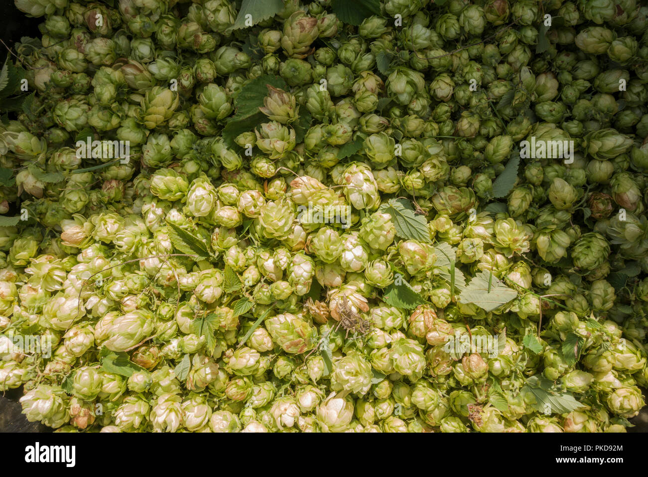 Hop cone hi-res stock photography and images - Alamy