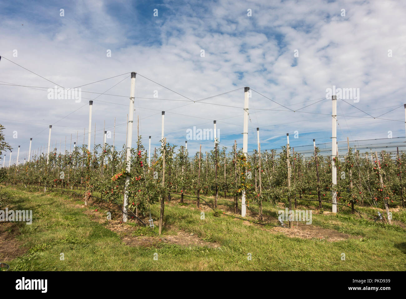 Orchard with young Apple Trees, ready for harvest, Limburg, Netherlands ...
