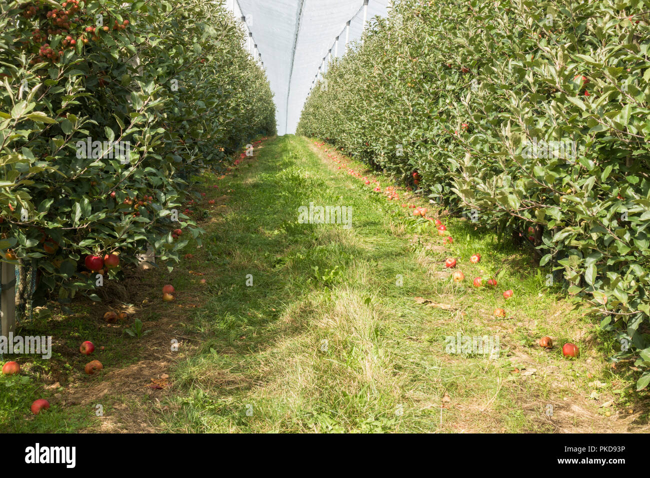 Orchard with ripe Apple Trees, ready for harvest, Limburg, Netherlands ...