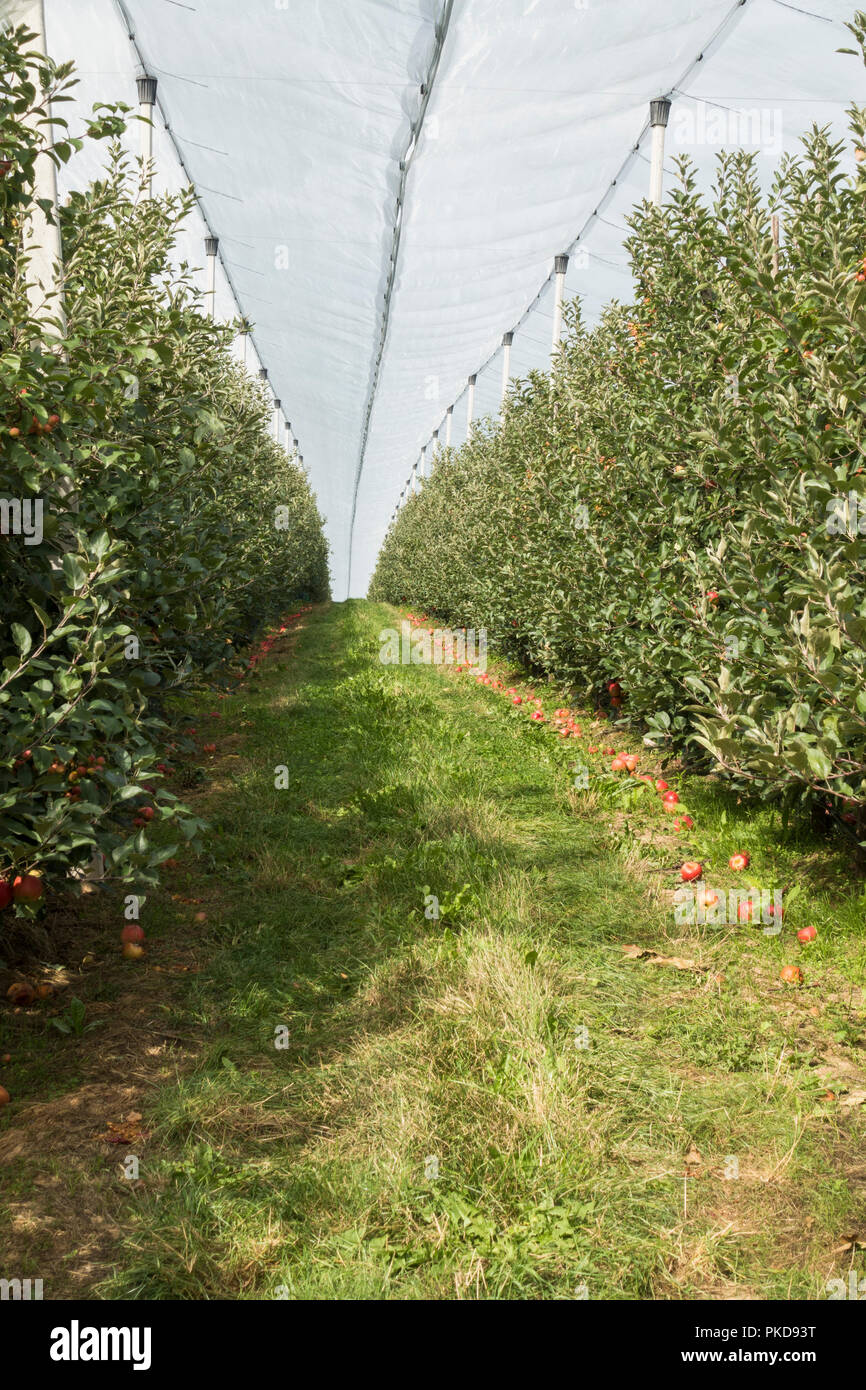 Orchard with ripe Apple Trees, ready for harvest, Limburg, Netherlands ...