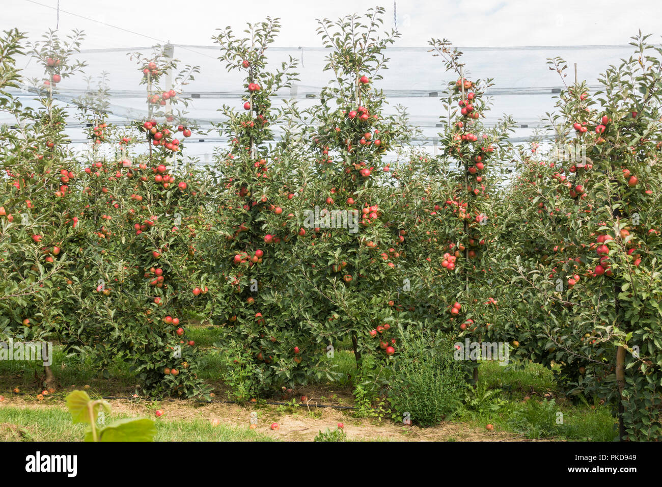 Orchard with ripe Apple Trees, ready for harvest, Limburg, Netherlands ...