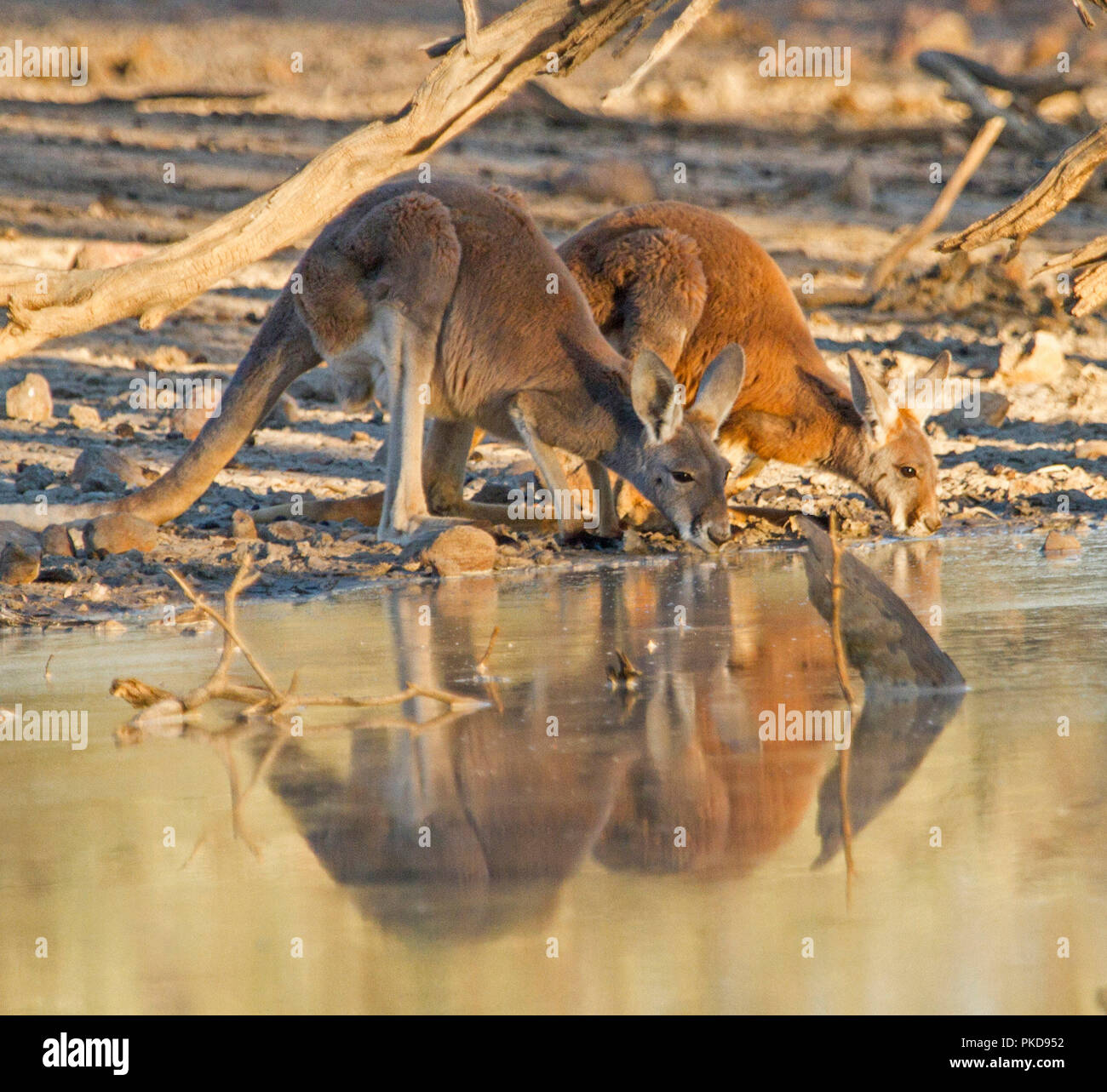 Wild animals drinking water hi-res stock photography and images - Alamy
