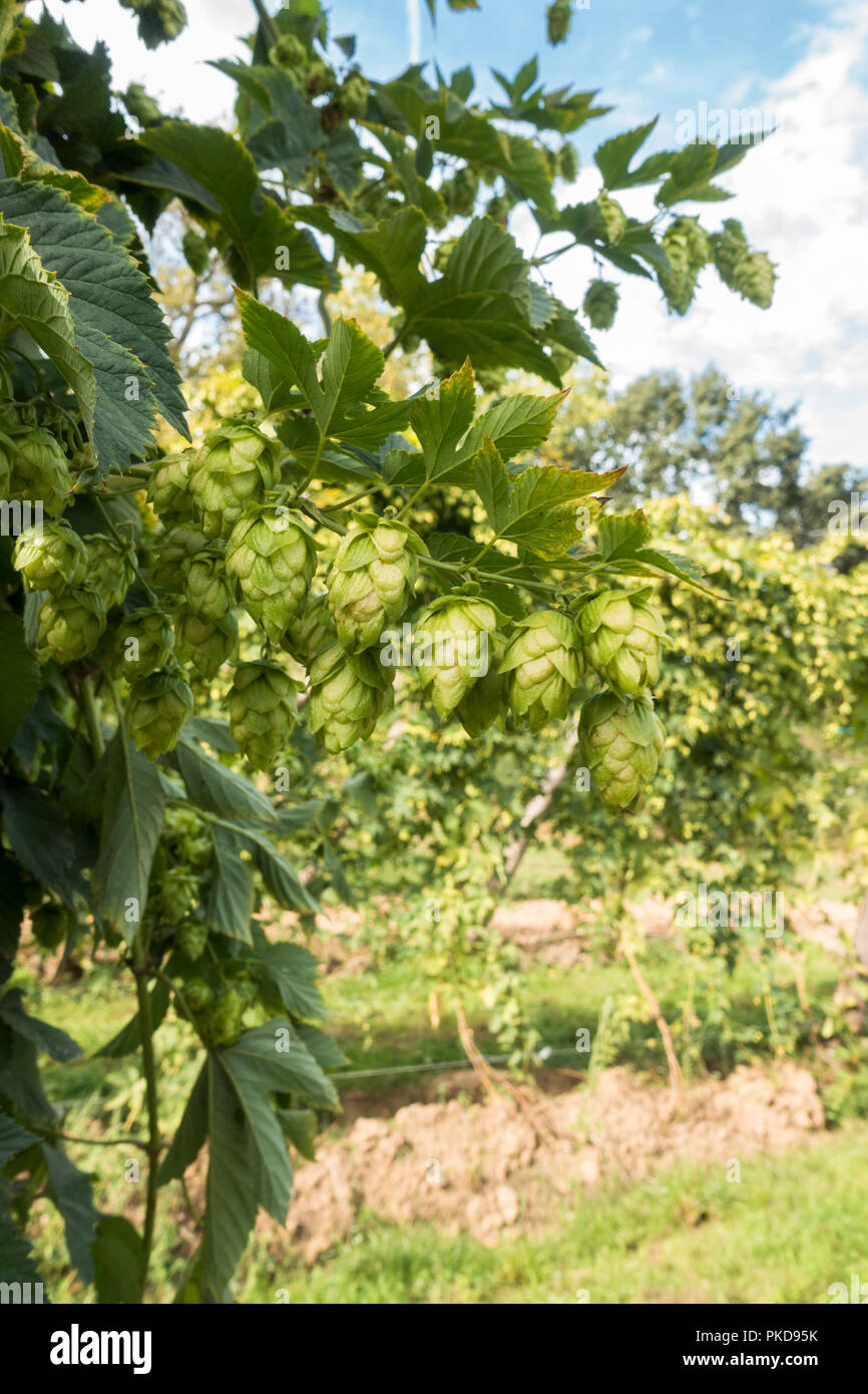 Cones of hops hi-res stock photography and images - Alamy