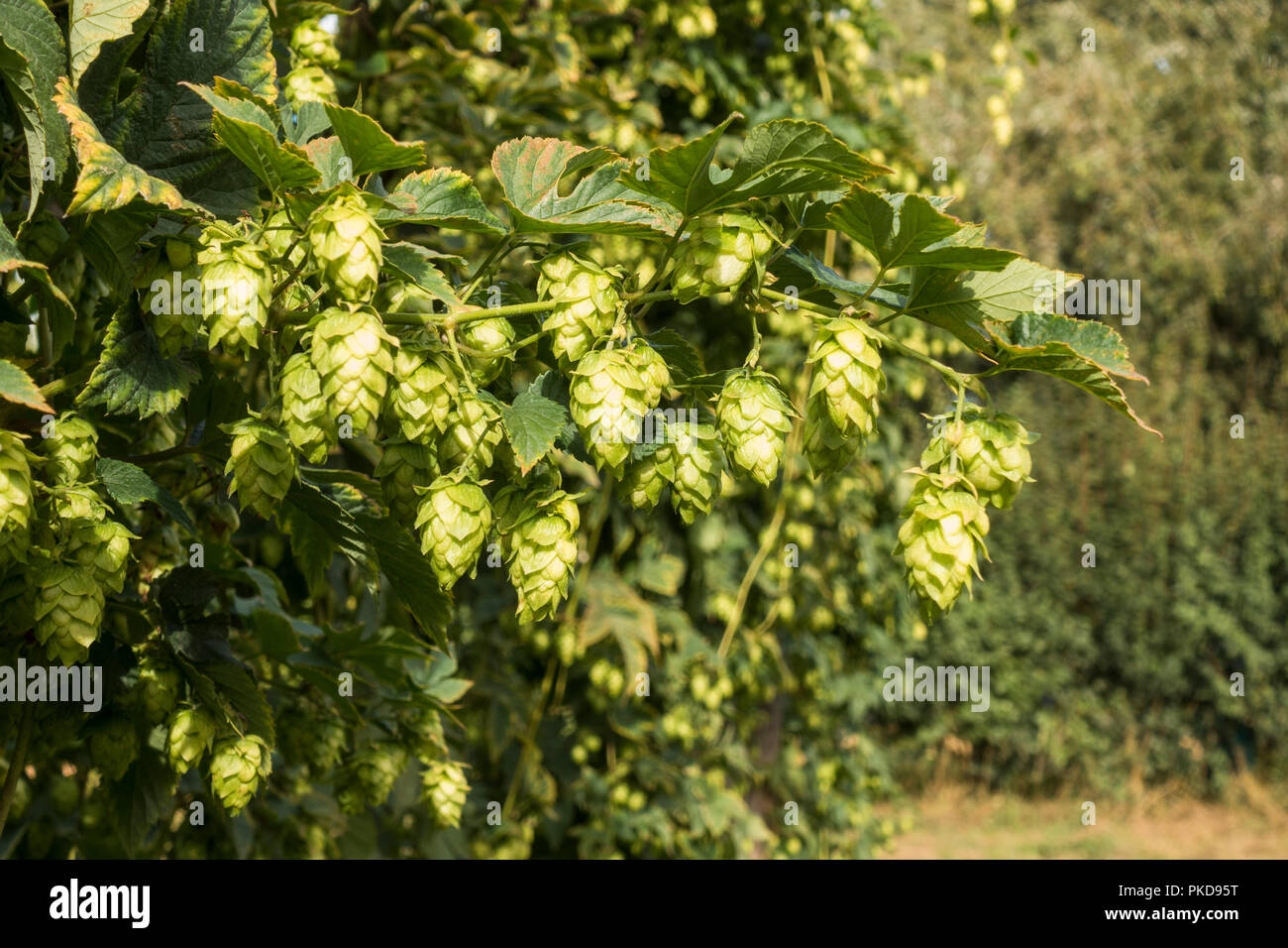 Hops cones,, hop cones on plant, Humulus lupus, beer making Stock Photo ...