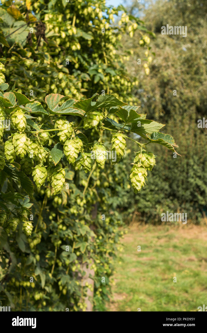 Hops cones,, hop cones on plant, Humulus lupus, beer making Stock Photo ...
