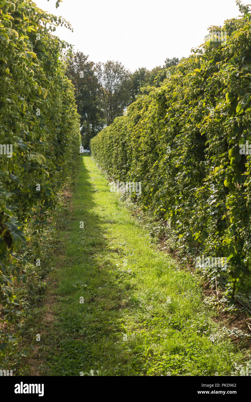 Hop fields hi-res stock photography and images - Alamy