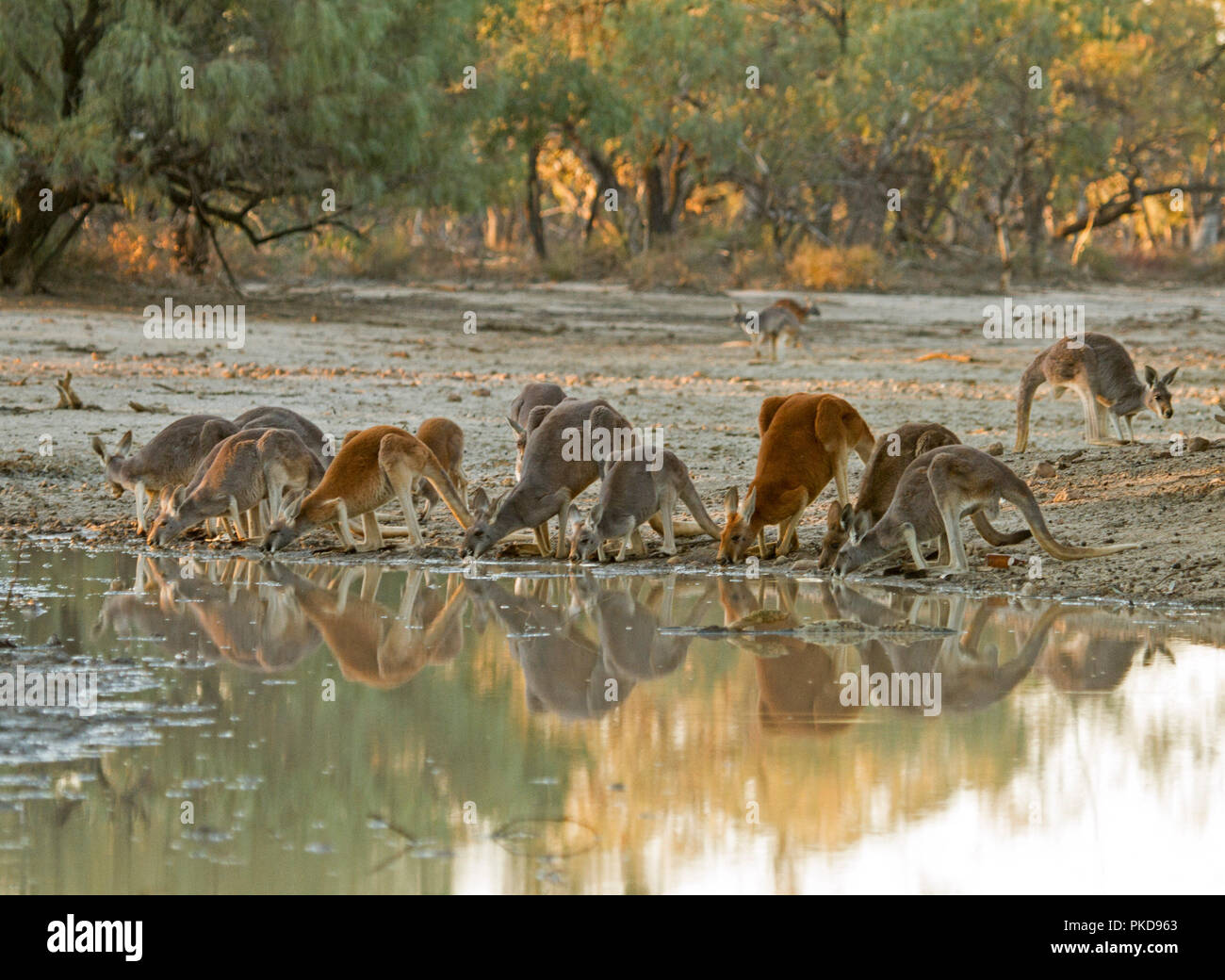 Kangaroos hi-res stock photography and images - Alamy