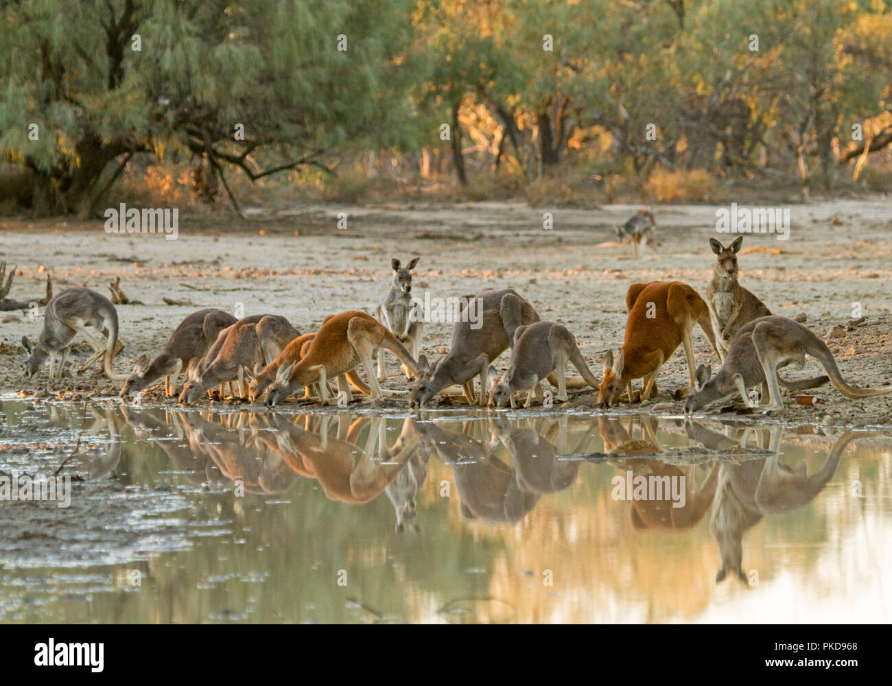 Mob of red kangaroos hi-res stock photography and images - Alamy