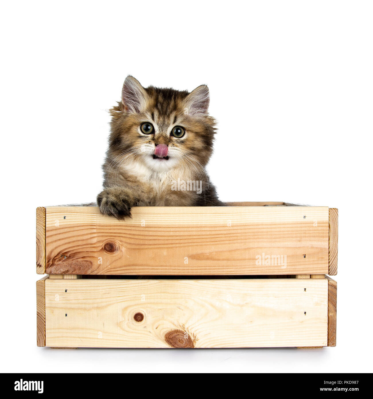 Fluffy British Longhair cat kitten sitting in facing front in a wooden ...