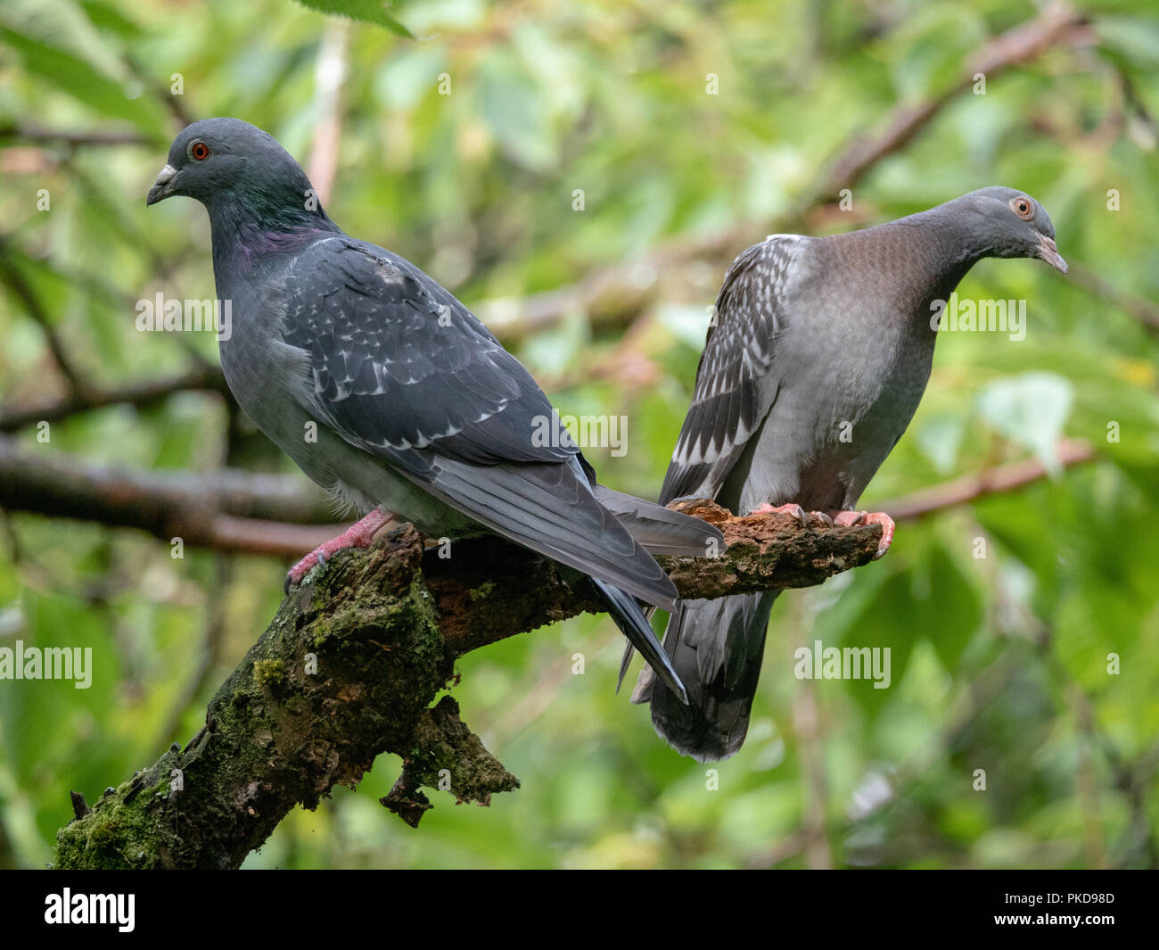 Two pigeons in tree hi-res stock photography and images - Alamy