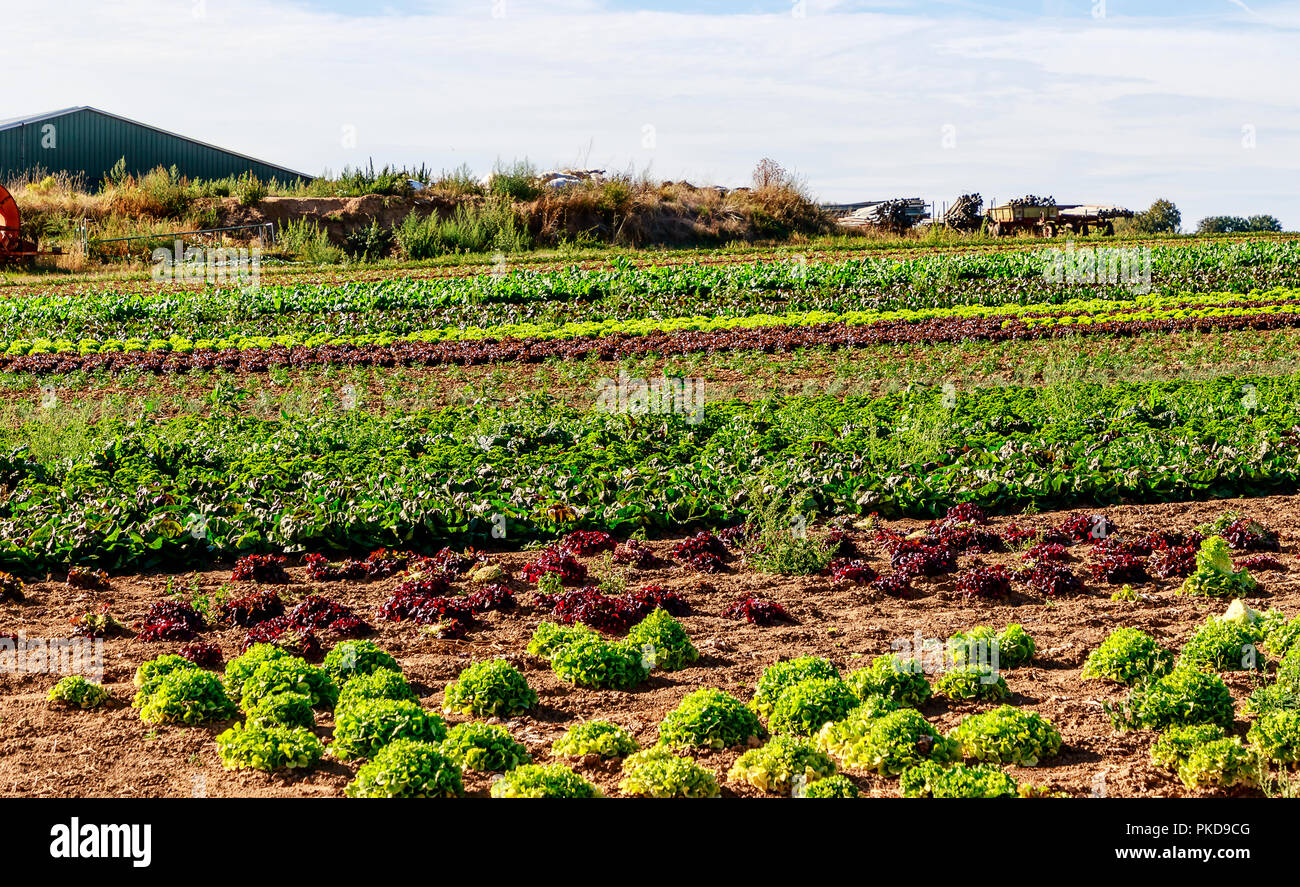 Organic farming in Germany. Large fields with different lettuce plants ...