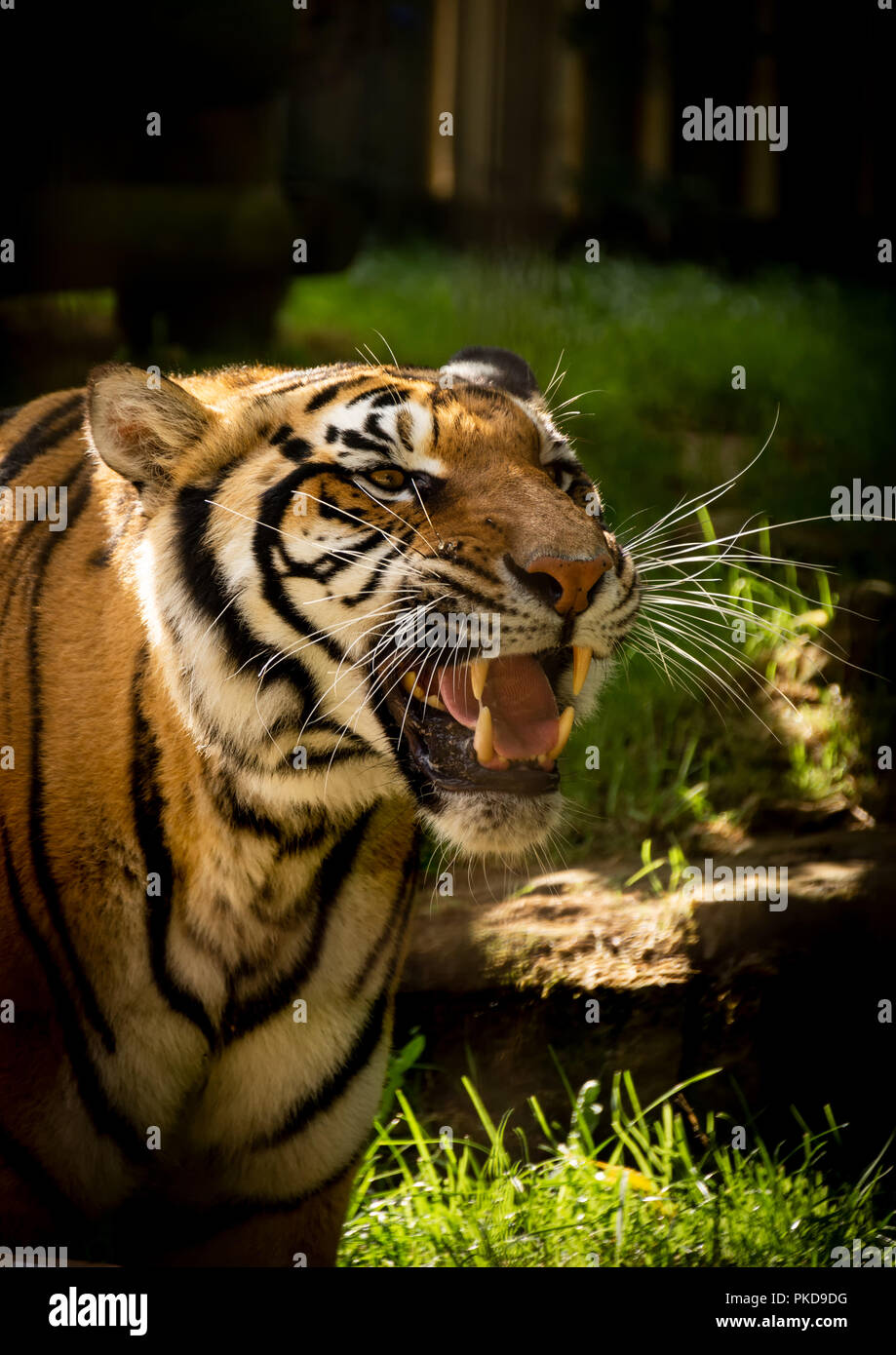 Bengal tiger eating hi-res stock photography and images - Alamy