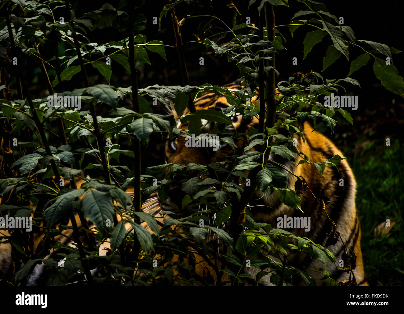 Tiger cat hiding hi-res stock photography and images - Alamy
