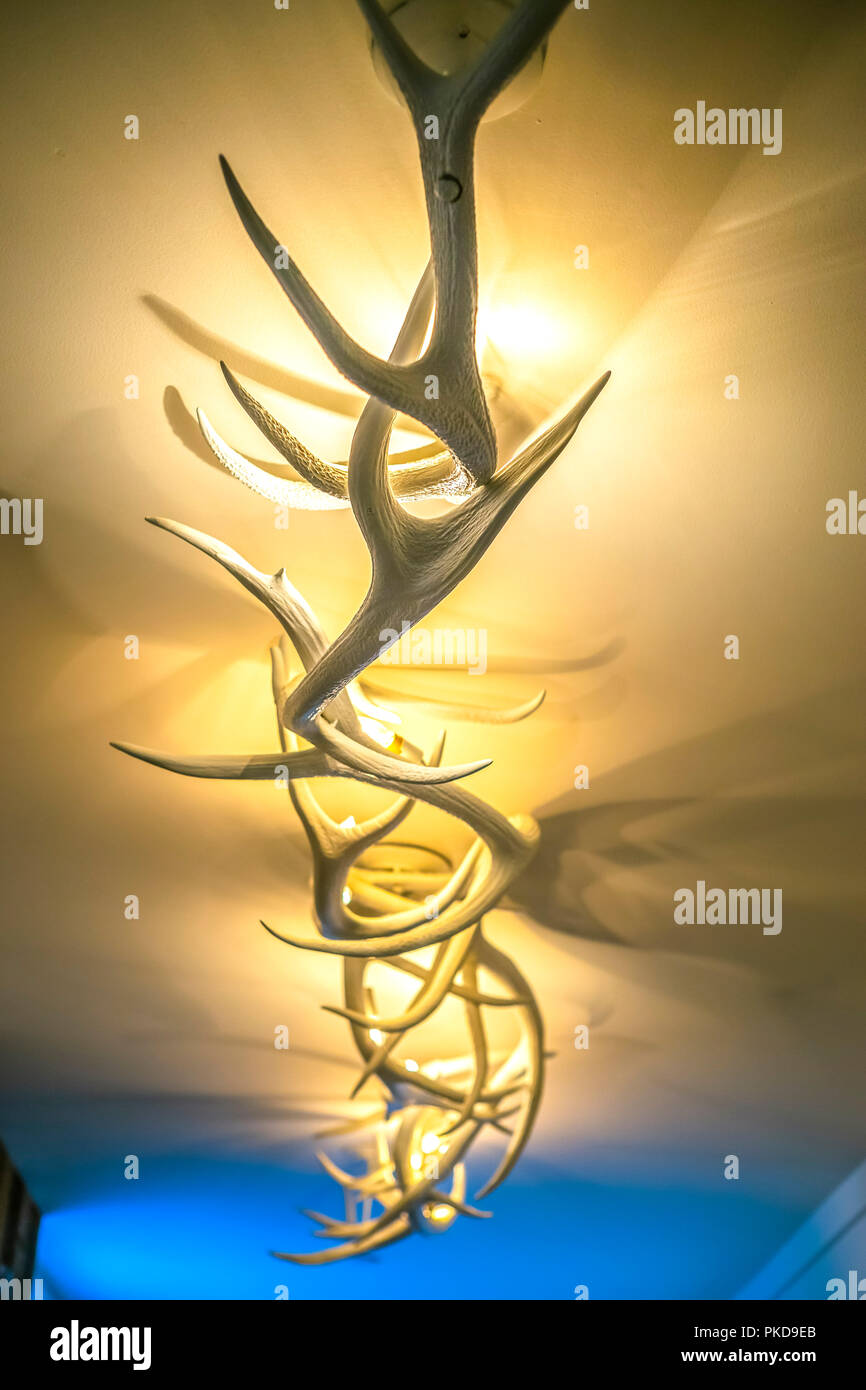 Light colored deer hi-res stock photography and images - Alamy