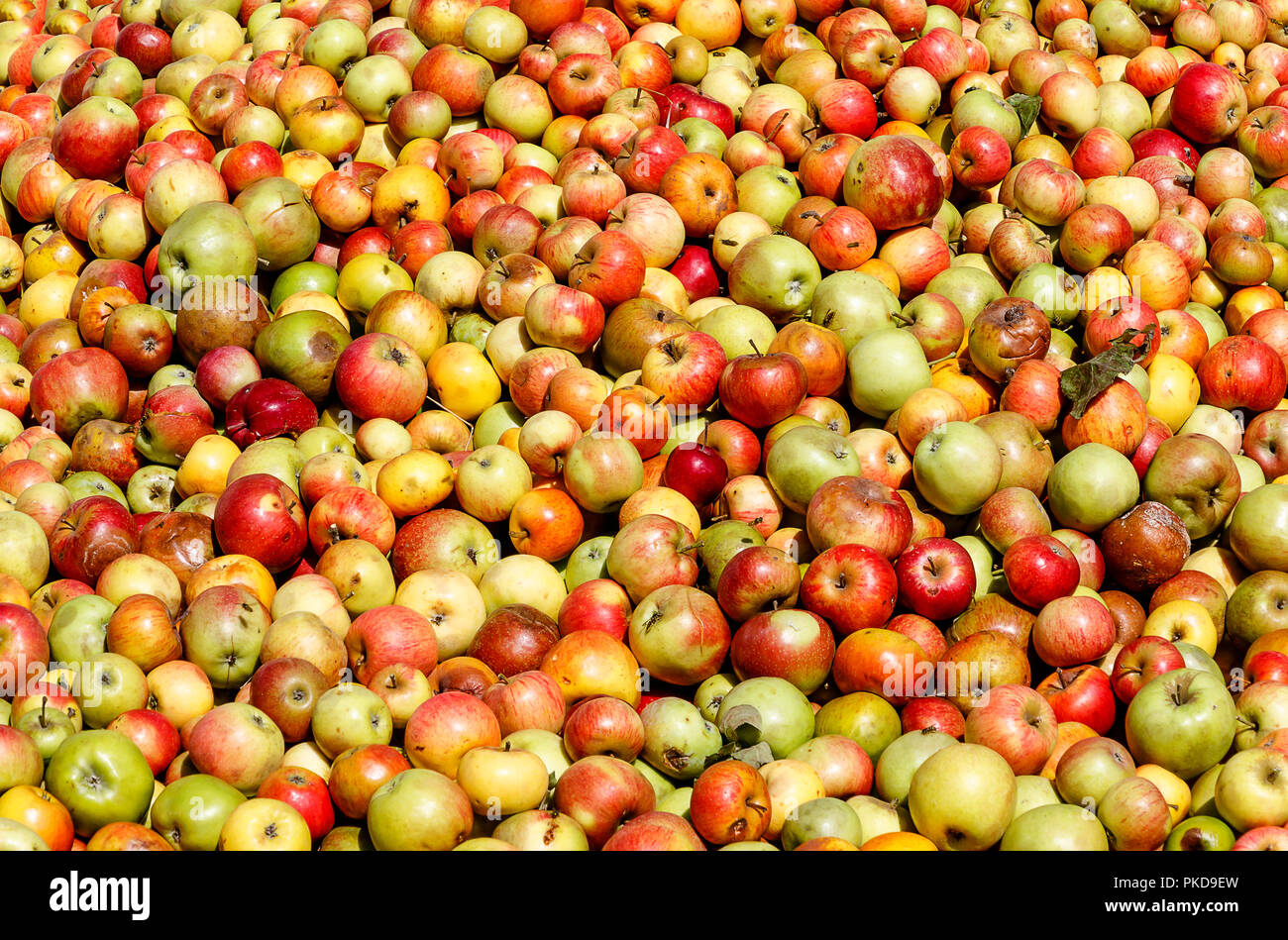 Apples background - Rich apple harvest for cider or apple juice Stock ...