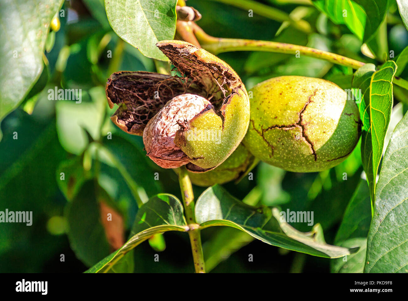 Breaking outer shell hi-res stock photography and images - Alamy