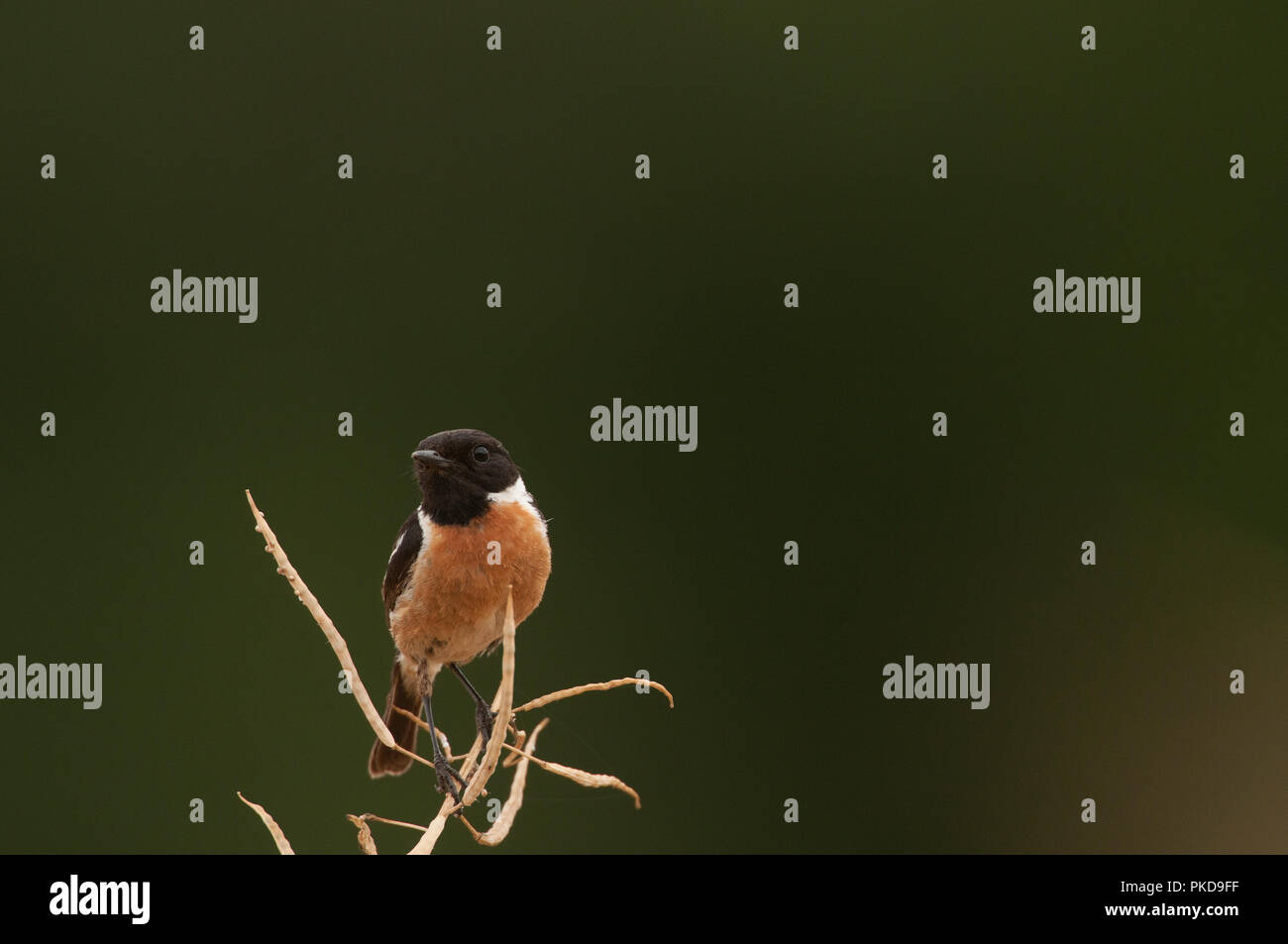 Tarier patre - European stonechat - Saxicola rubicola Stock Photo - Alamy