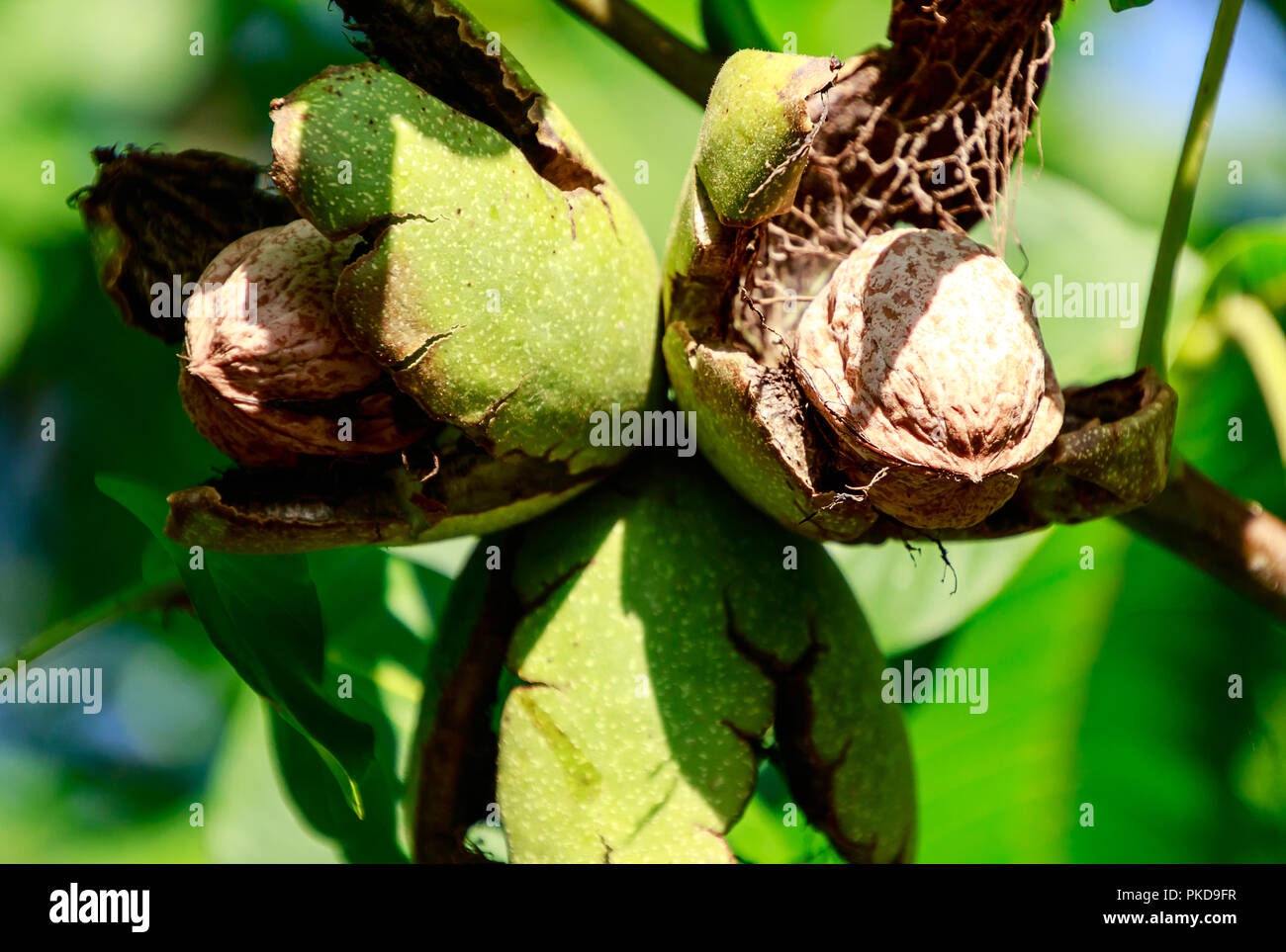 Walnuts hanging on the tree. The green walnut outer shell is breaking ...
