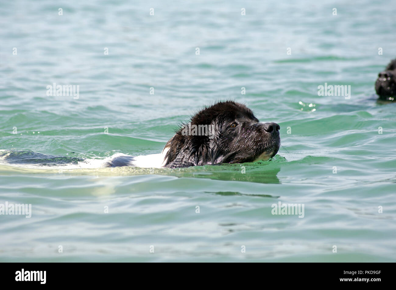 Newfoundland dog swimming hi-res stock photography and images - Alamy