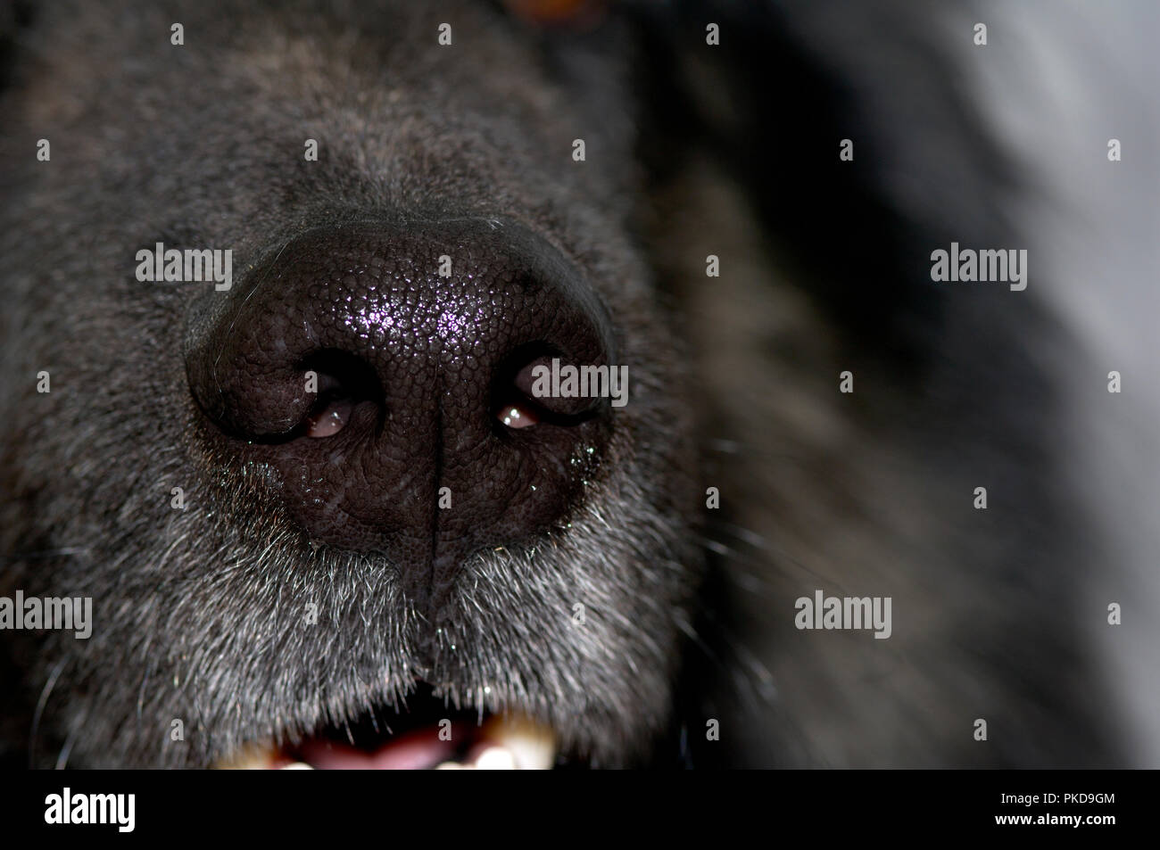 Shepherd dog nose close up hi-res stock photography and images - Alamy