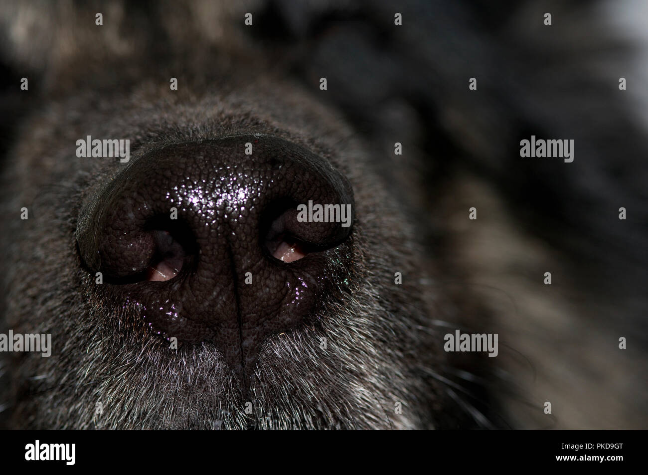 Nose canis hi-res stock photography and images - Alamy
