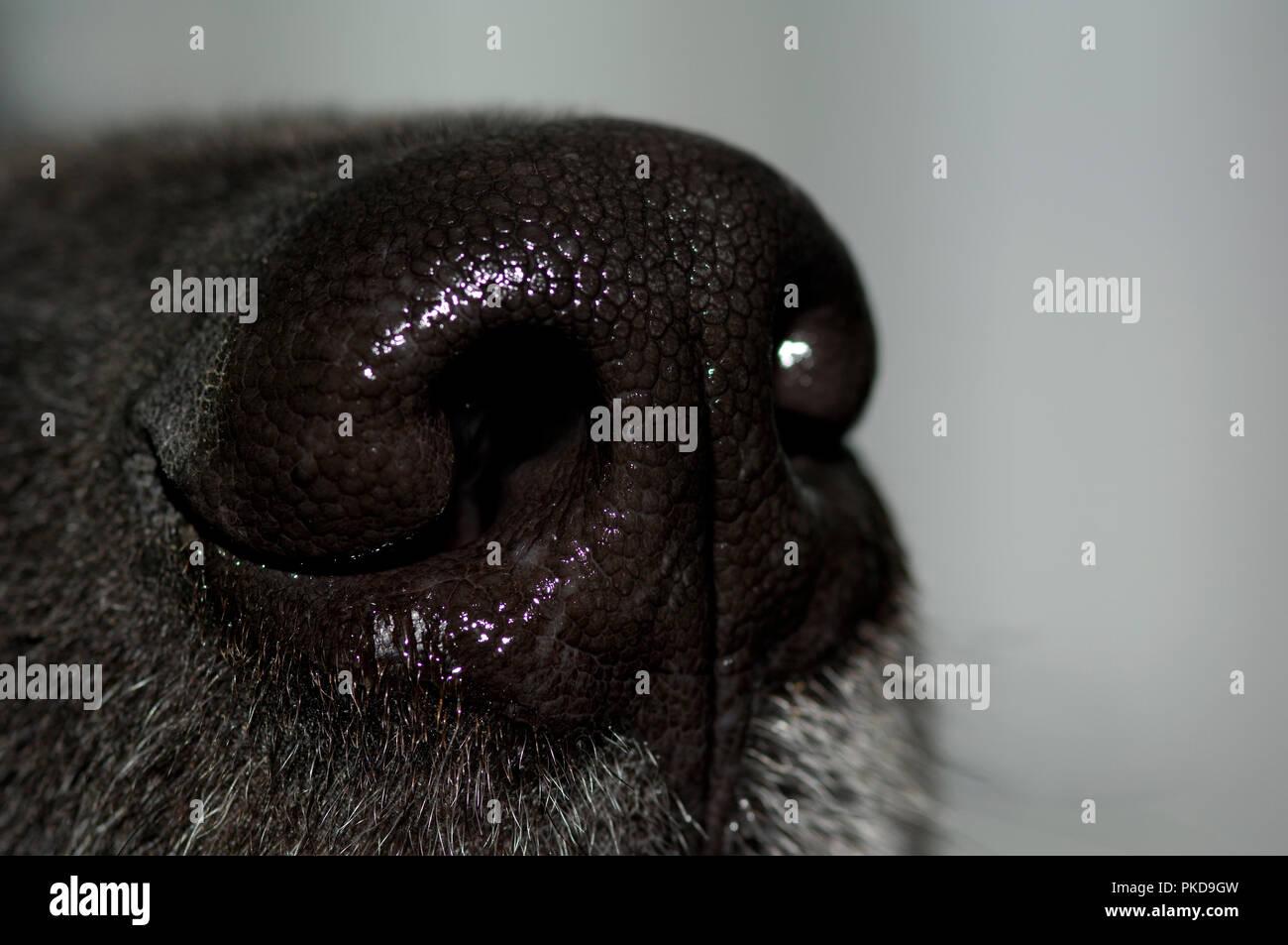 Shepherd dog nose close up hi-res stock photography and images - Alamy