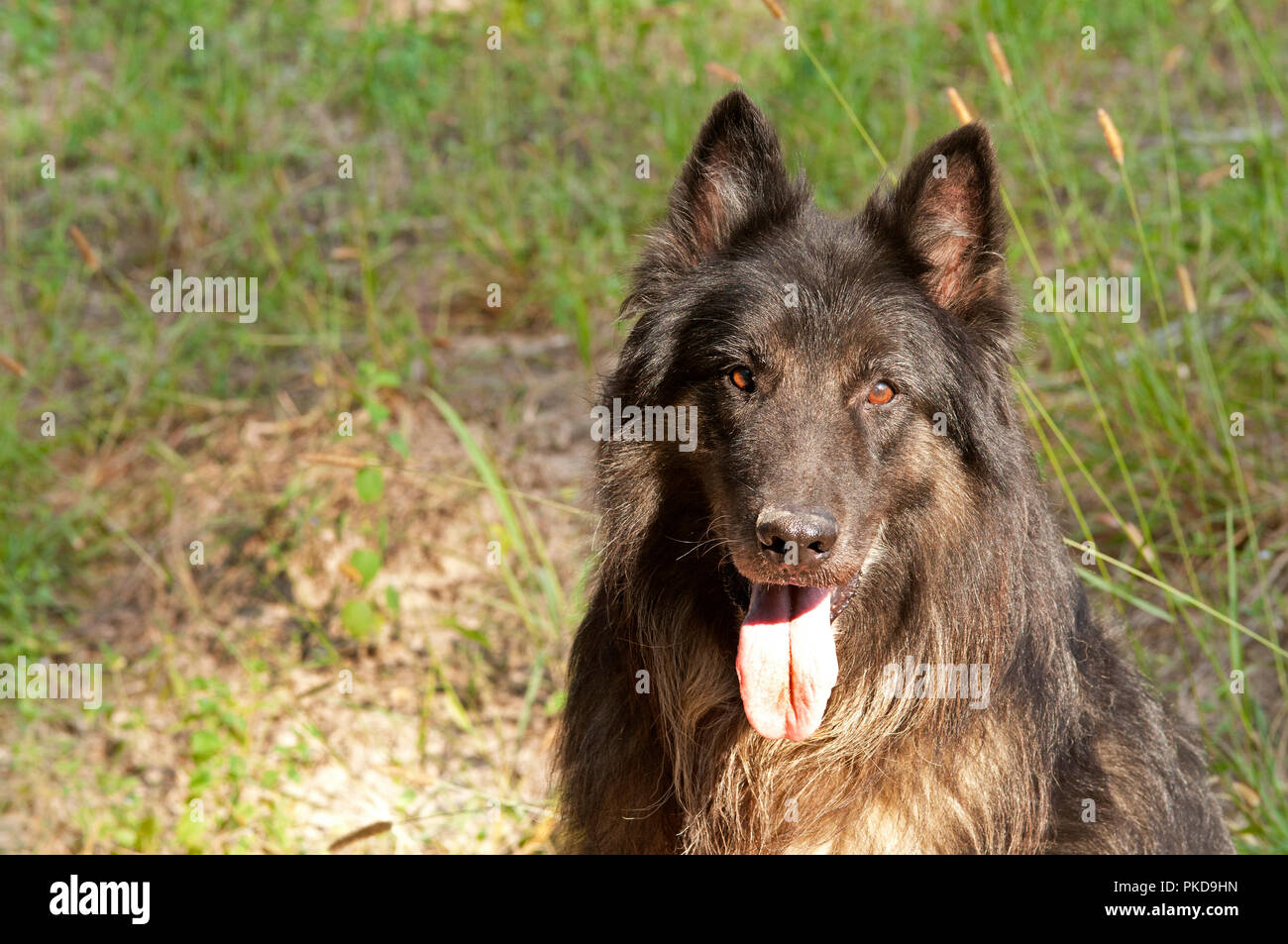 Tervuren dog hi-res stock photography and images - Alamy