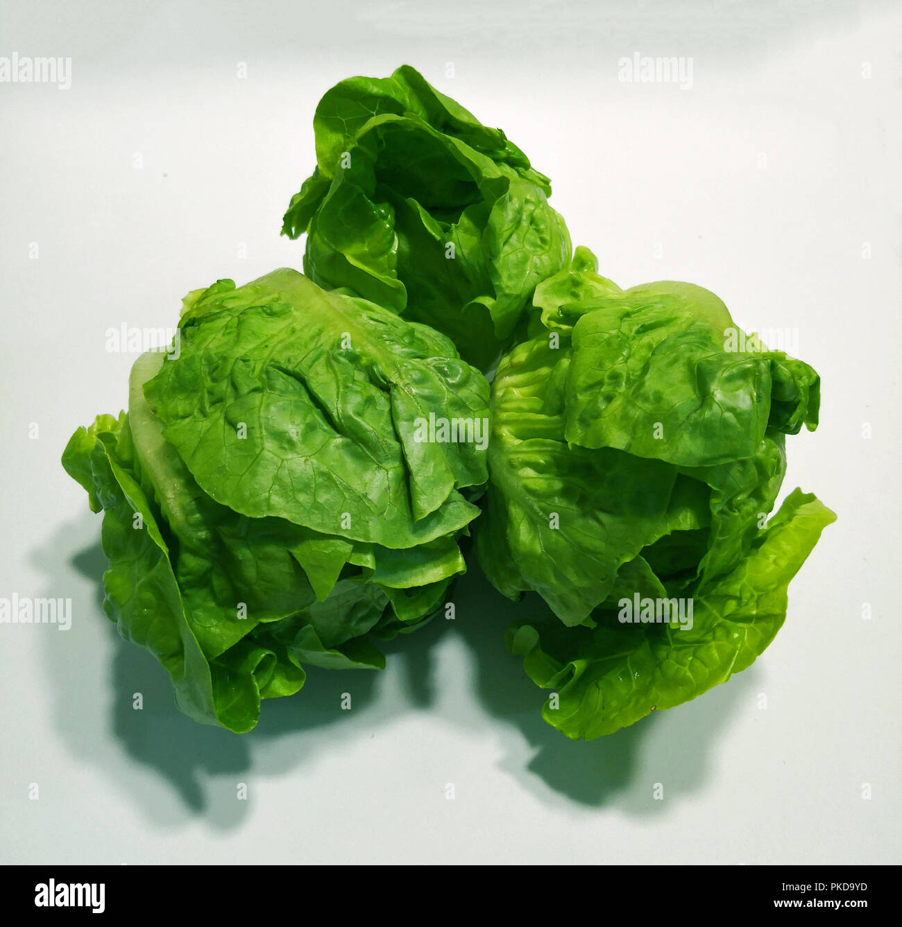 Three green fresh romano salads, isolated Stock Photo - Alamy