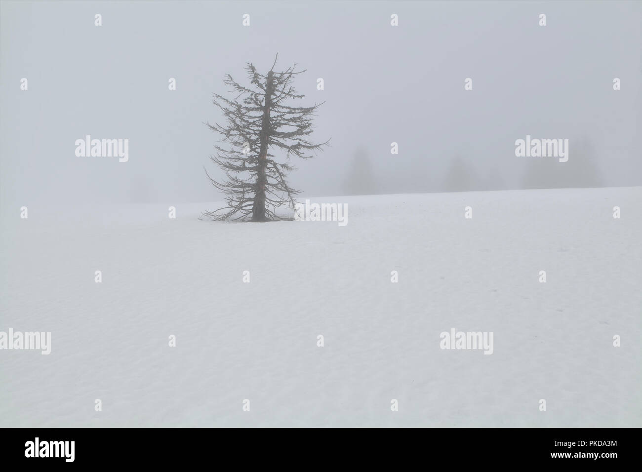old dry spruce tree on snow in dense fog during winter Stock Photo - Alamy