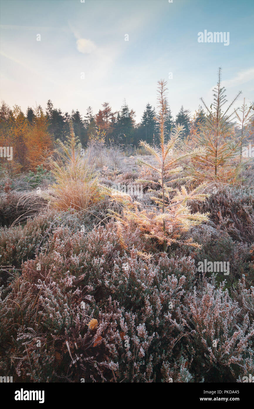 small orange larch trees in frosty autumn morning Stock Photo - Alamy
