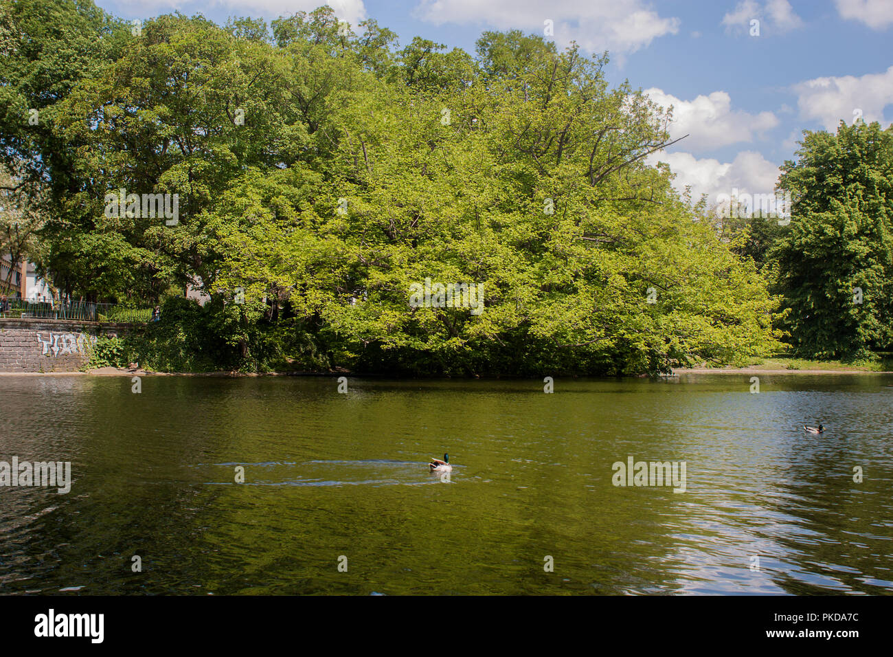 Beautiful natural landscape with cute ducks enjoying on the lake Stock ...