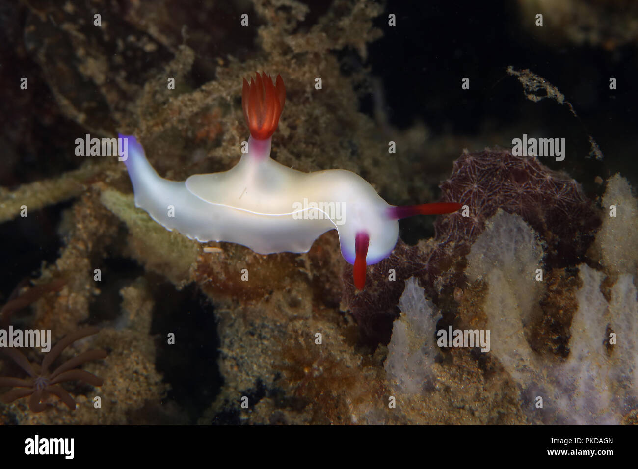 Nudibranch Hypselodoris bullocki. Picture was taken in Lembeh strait ...