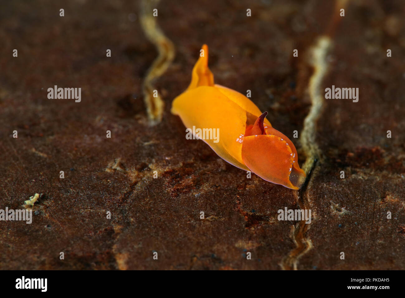 Batwing sea slug making love. Picture was taken in Lembeh strait ...