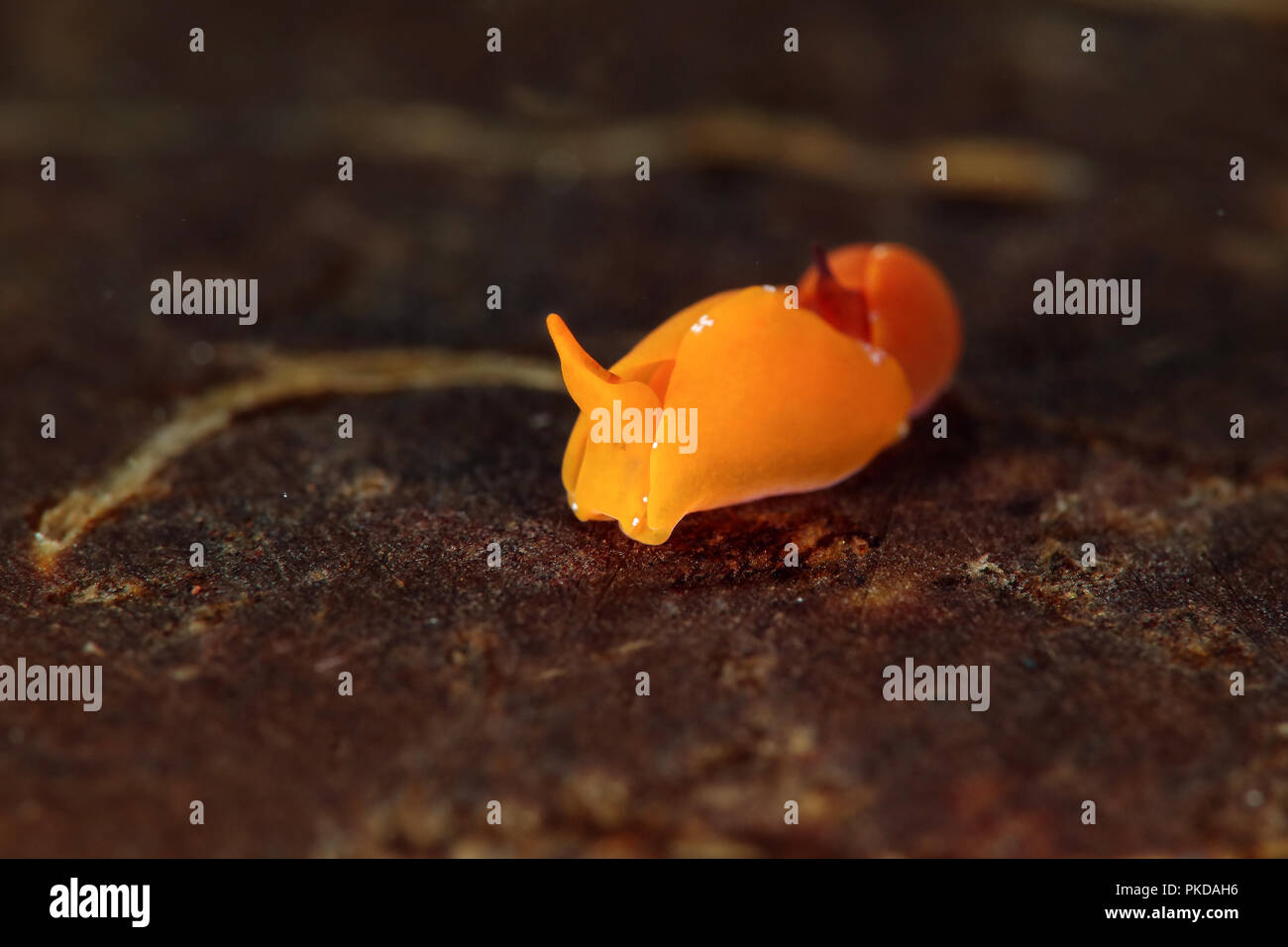 Batwing sea slug making love. Picture was taken in Lembeh strait ...