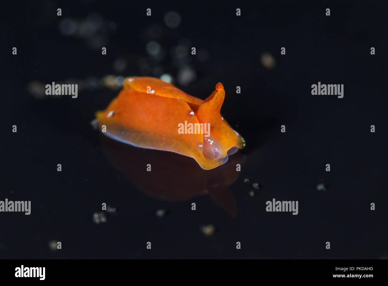 Batwing sea slug. Picture was taken in Lembeh strait, Indonesia Stock ...