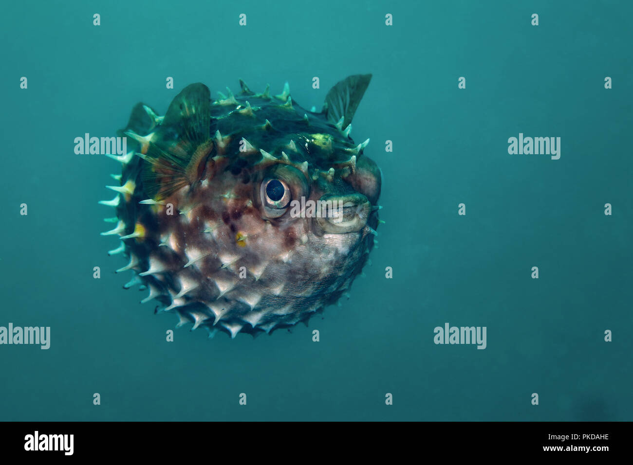 Puffer fish hi-res stock photography and images - Alamy