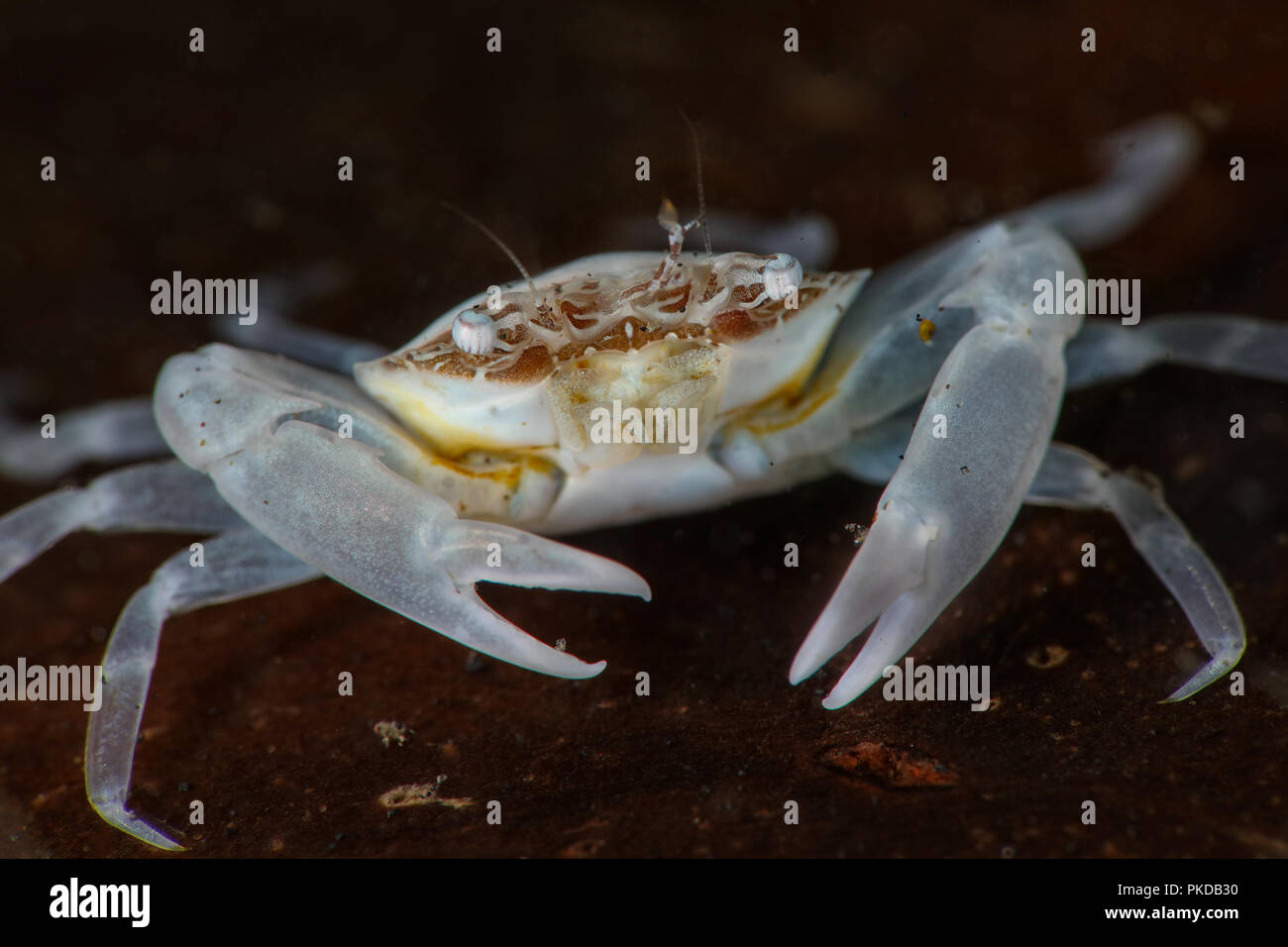 White tiny crab. Picture was taken in Lembeh strait, Indonesia Stock ...