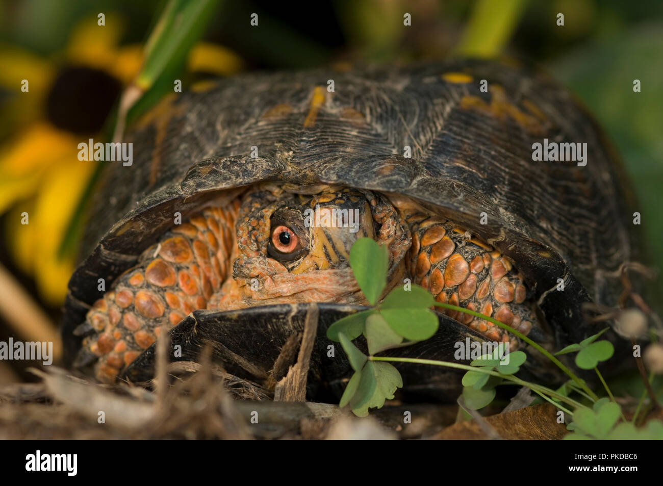 Eastern box turtle :: Terrapene carolina carolina . Box turtles are ...