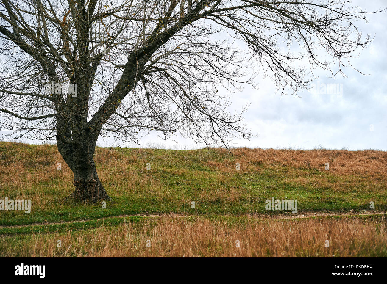 one tree without leaves is on the hill - beautiful autumn landscape in ...