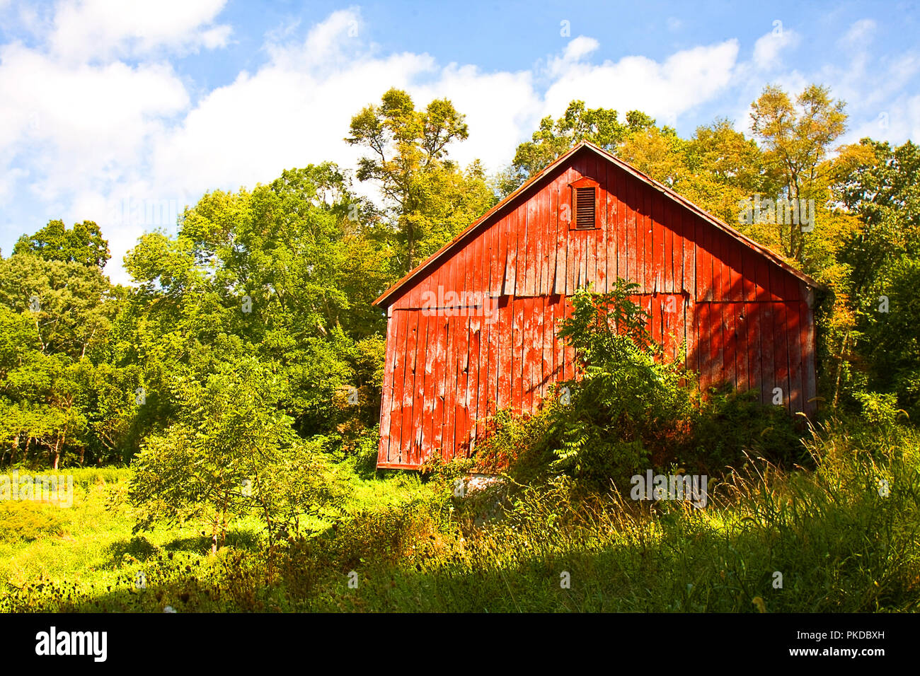 Rustic old Red Country Barn nestled in trees Stock Photo - Alamy