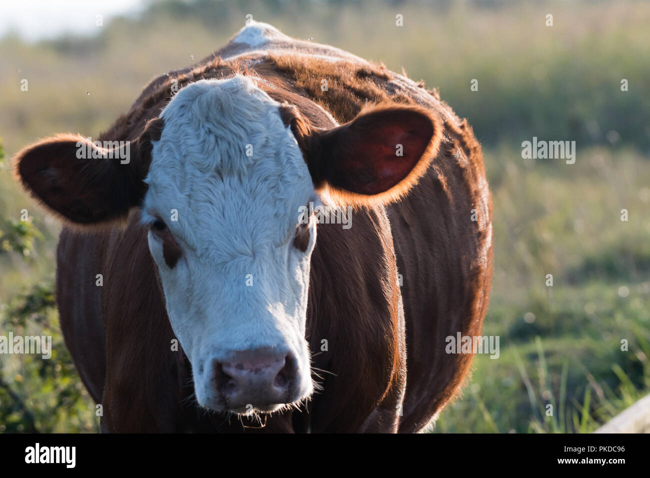 Front view of a backlit young cow in a grassland Stock Photo - Alamy