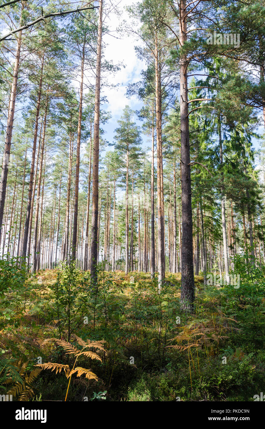 Bright and green forest with tall pine trees Stock Photo - Alamy