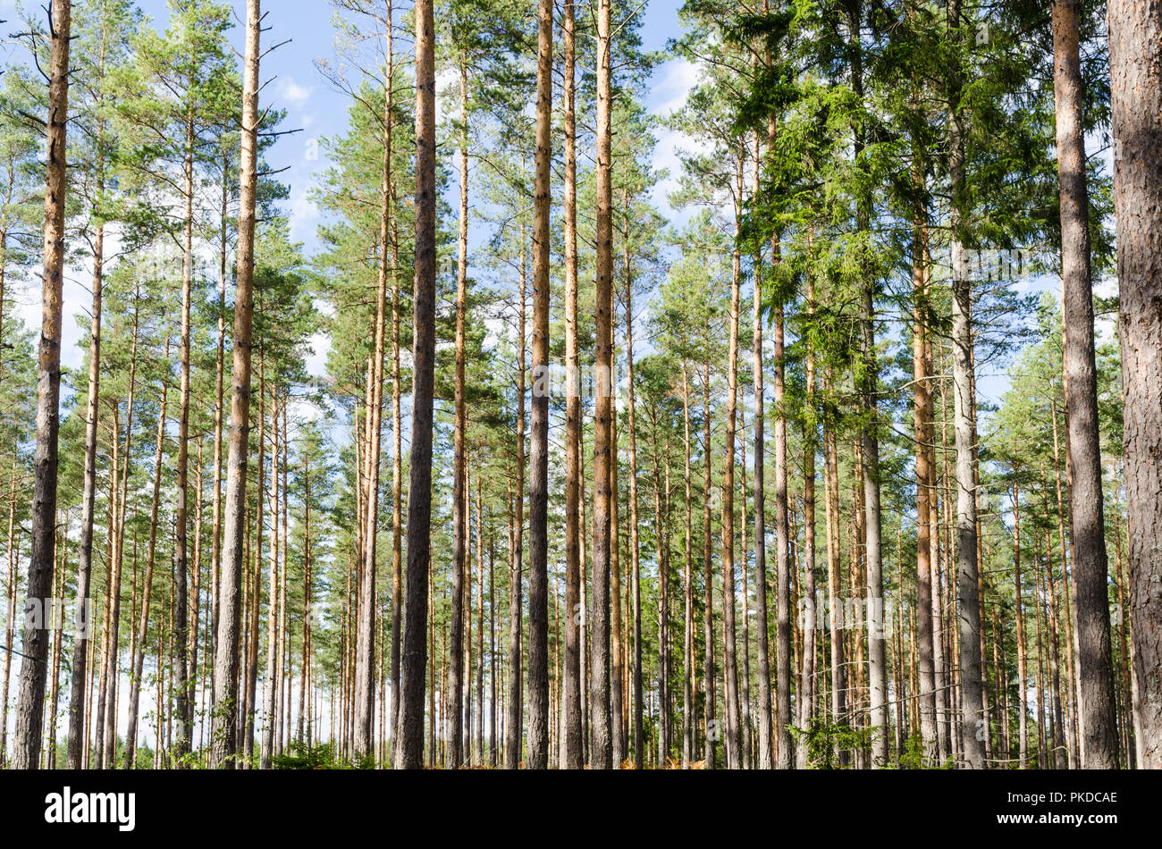 Background image from a beautiful pine tree forest with tall tree ...