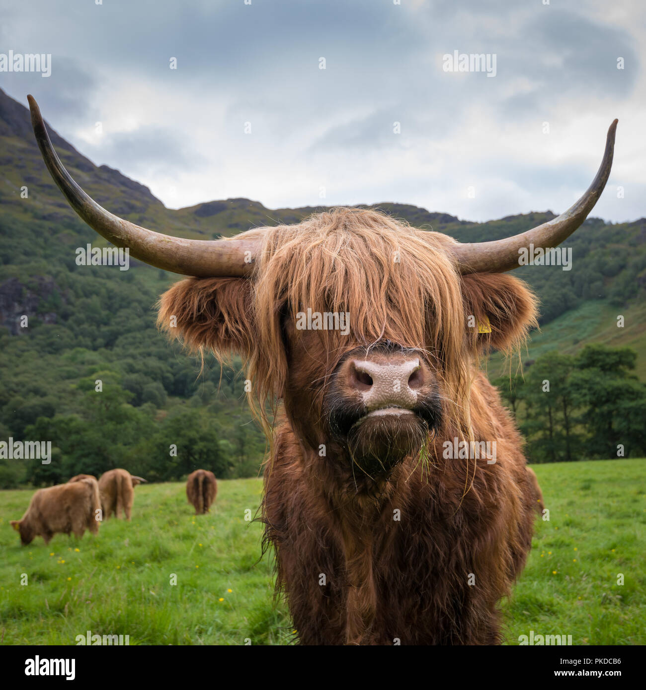 Highland cattle scotland hi-res stock photography and images - Alamy