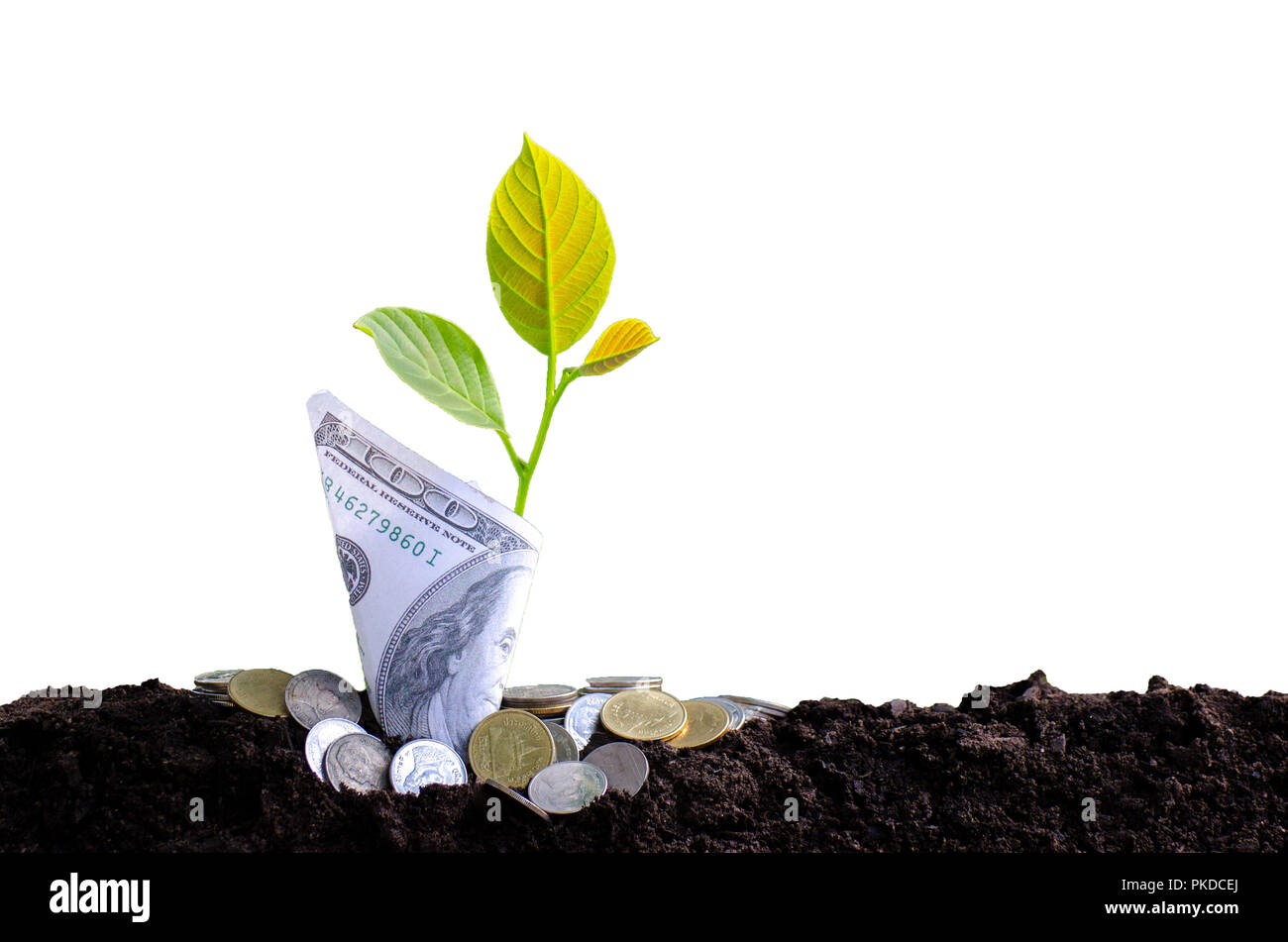 Image of bank notes rolled money tree Isolate Stock Photo - Alamy